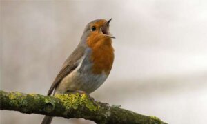 Wildlife | Whatcom Humane Society