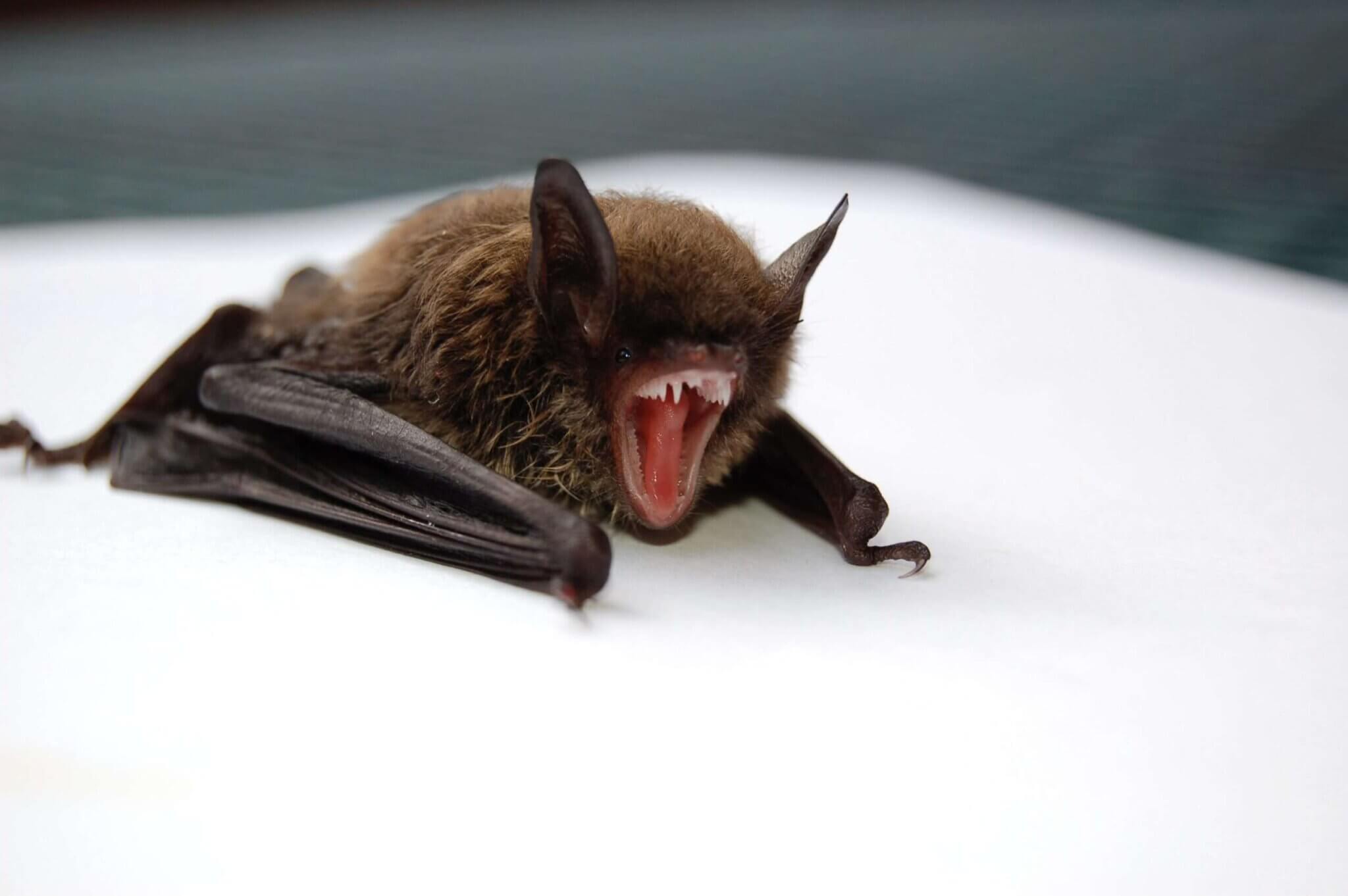 Wildlife | Whatcom Humane Society