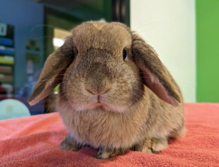 Adopt | Give a Loving Home to a Pet