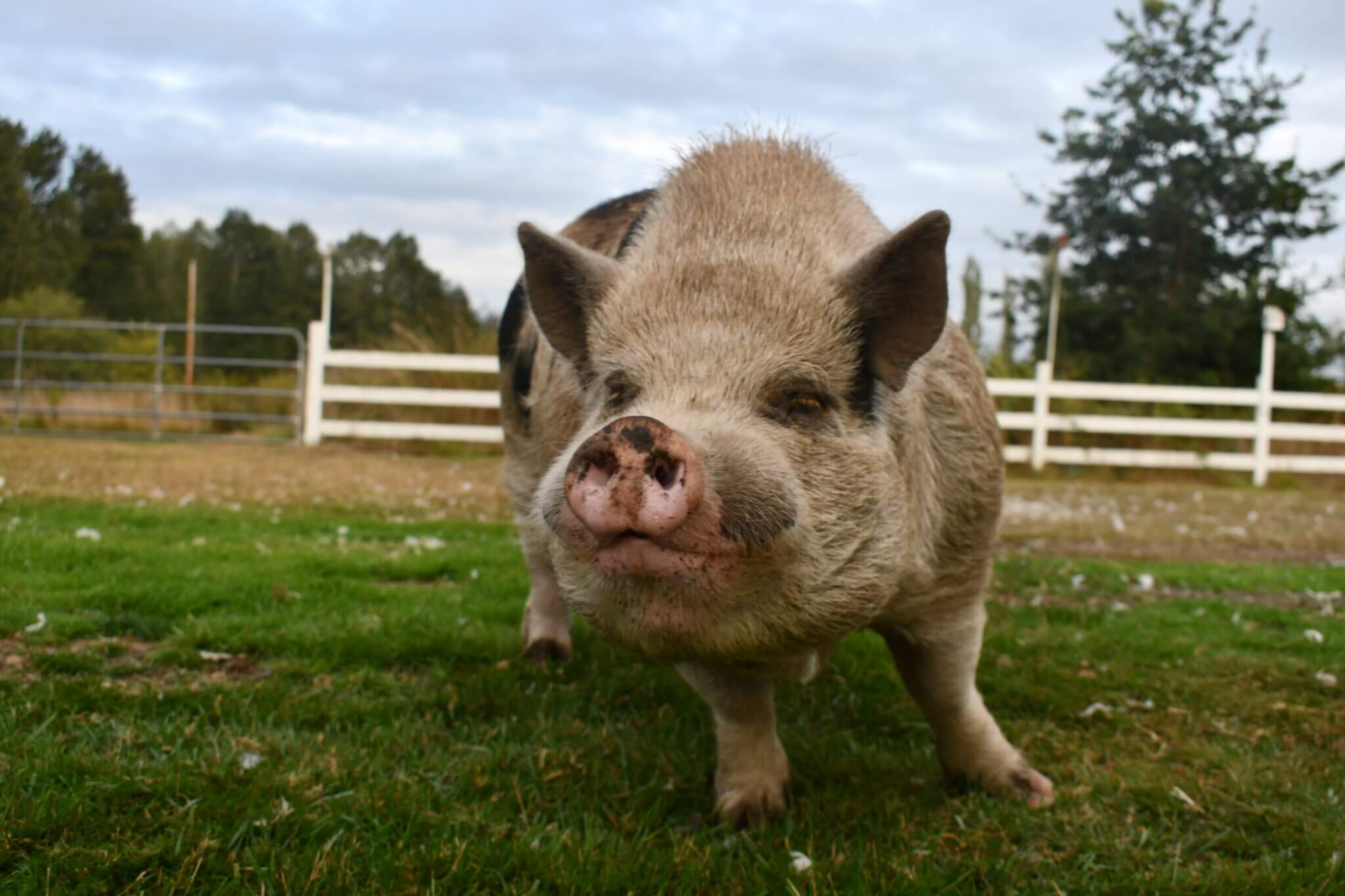 Adopt | Give a Loving Home to a Pet