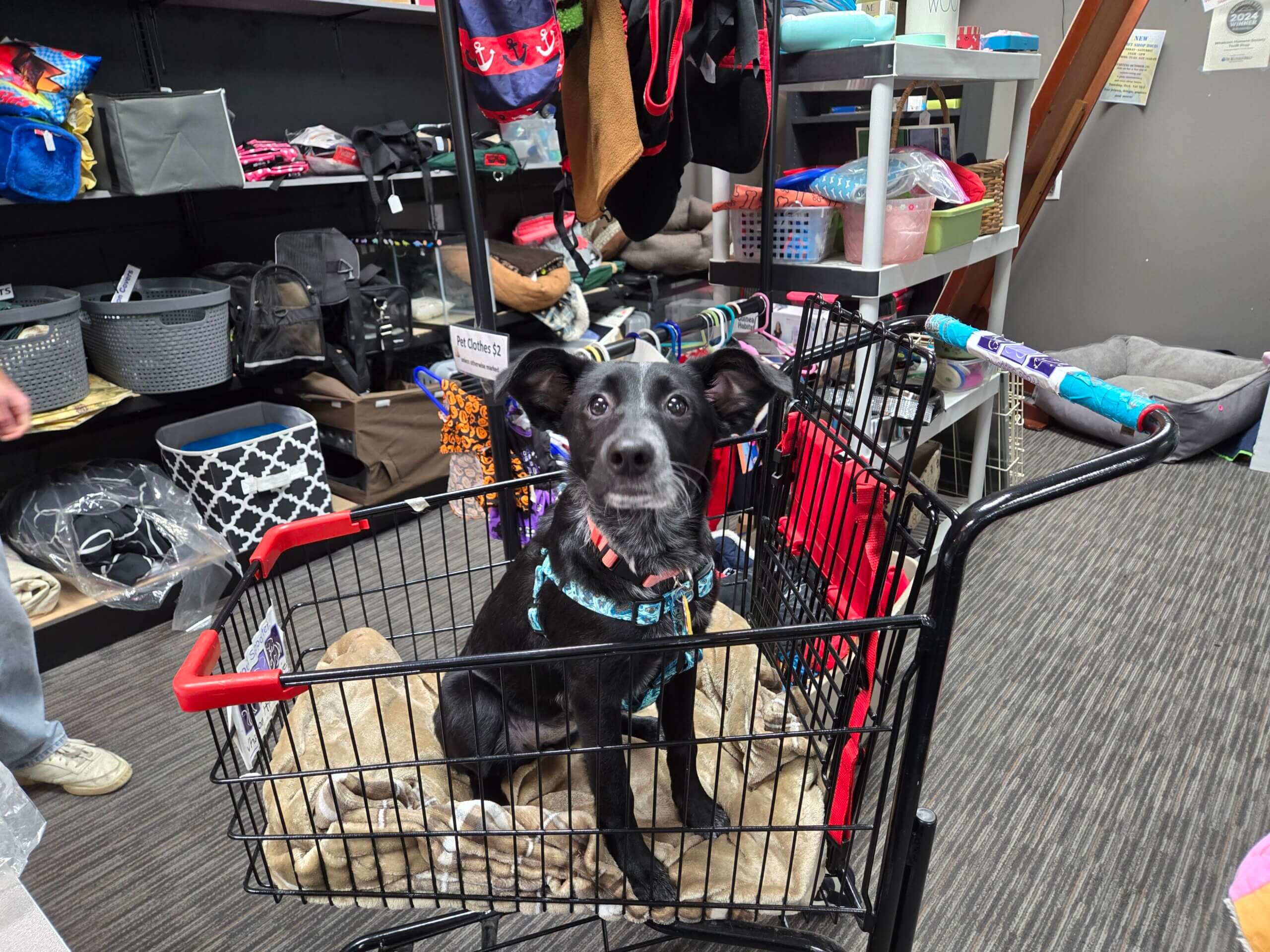 Thrift Shop | Whatcom Humane Society