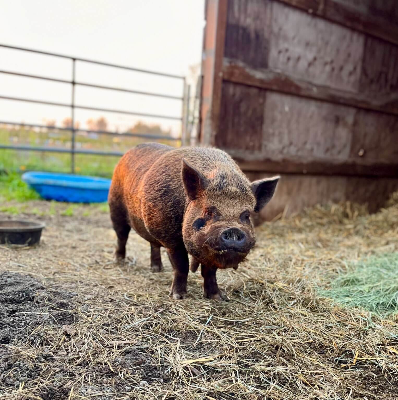 Farm Animal Rescue, Rehabilitation, and Education | WHS