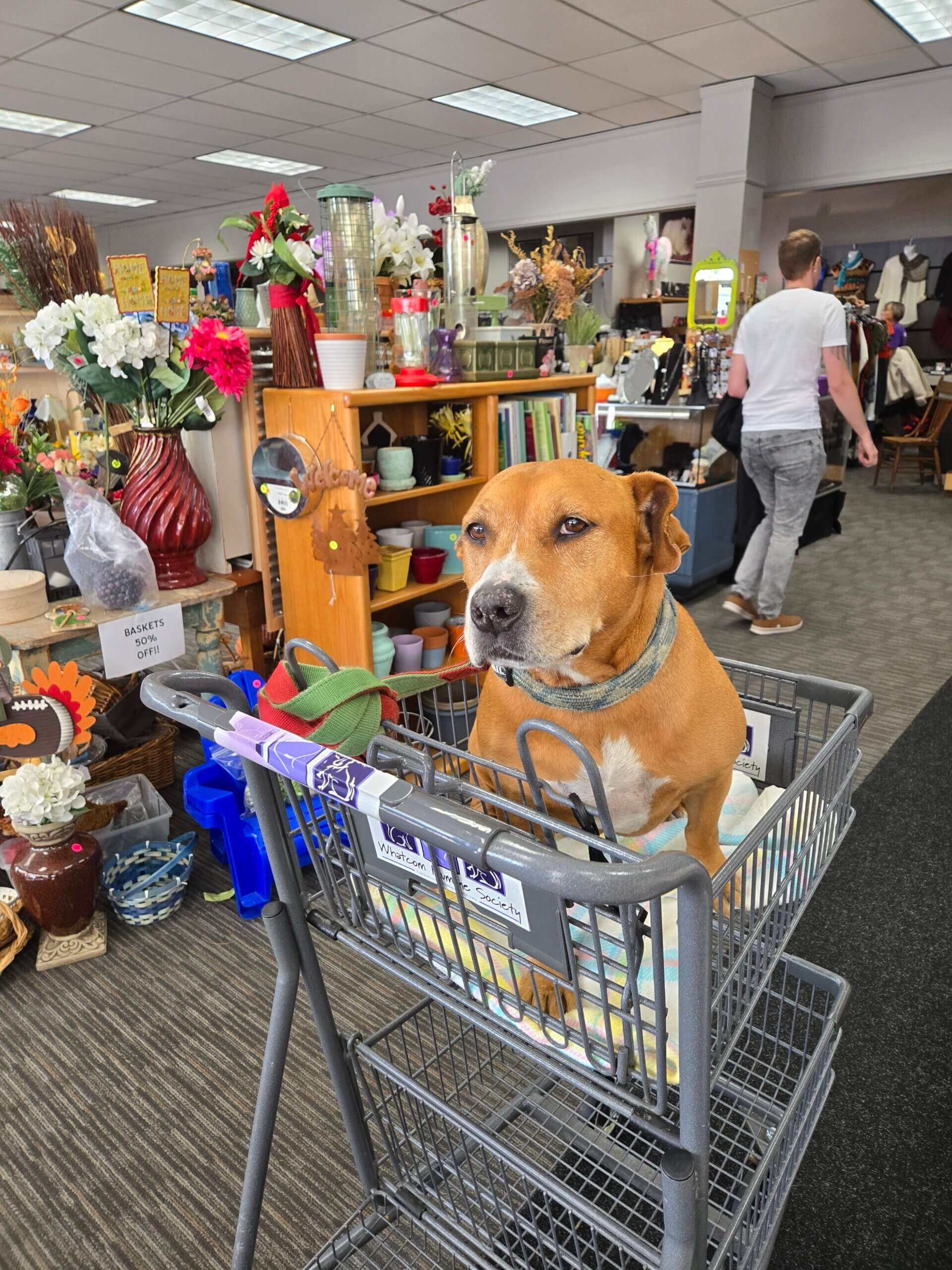 Would You Buy What You're Donating? | Whatcom Humane Society