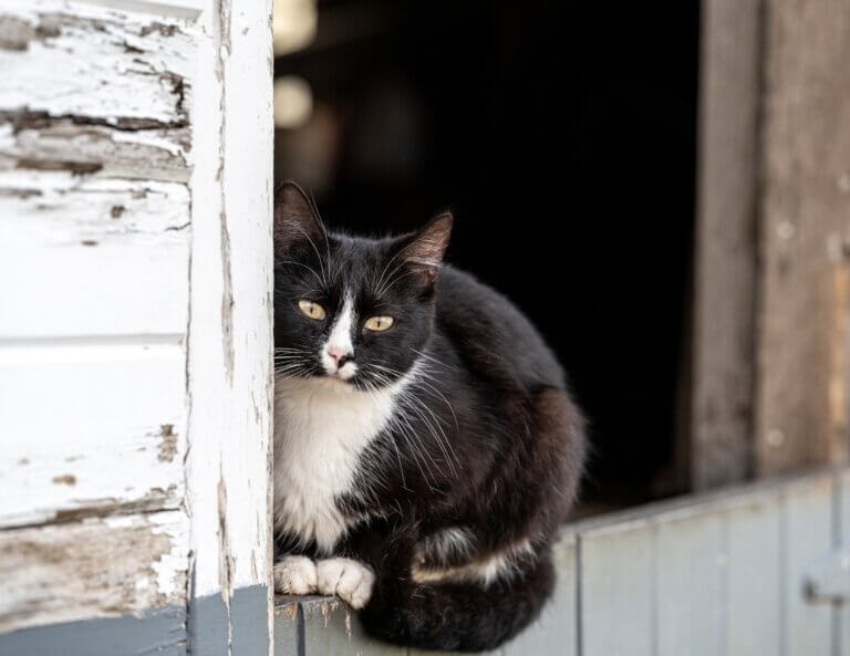 Adopt | Give a Loving Home to a Pet