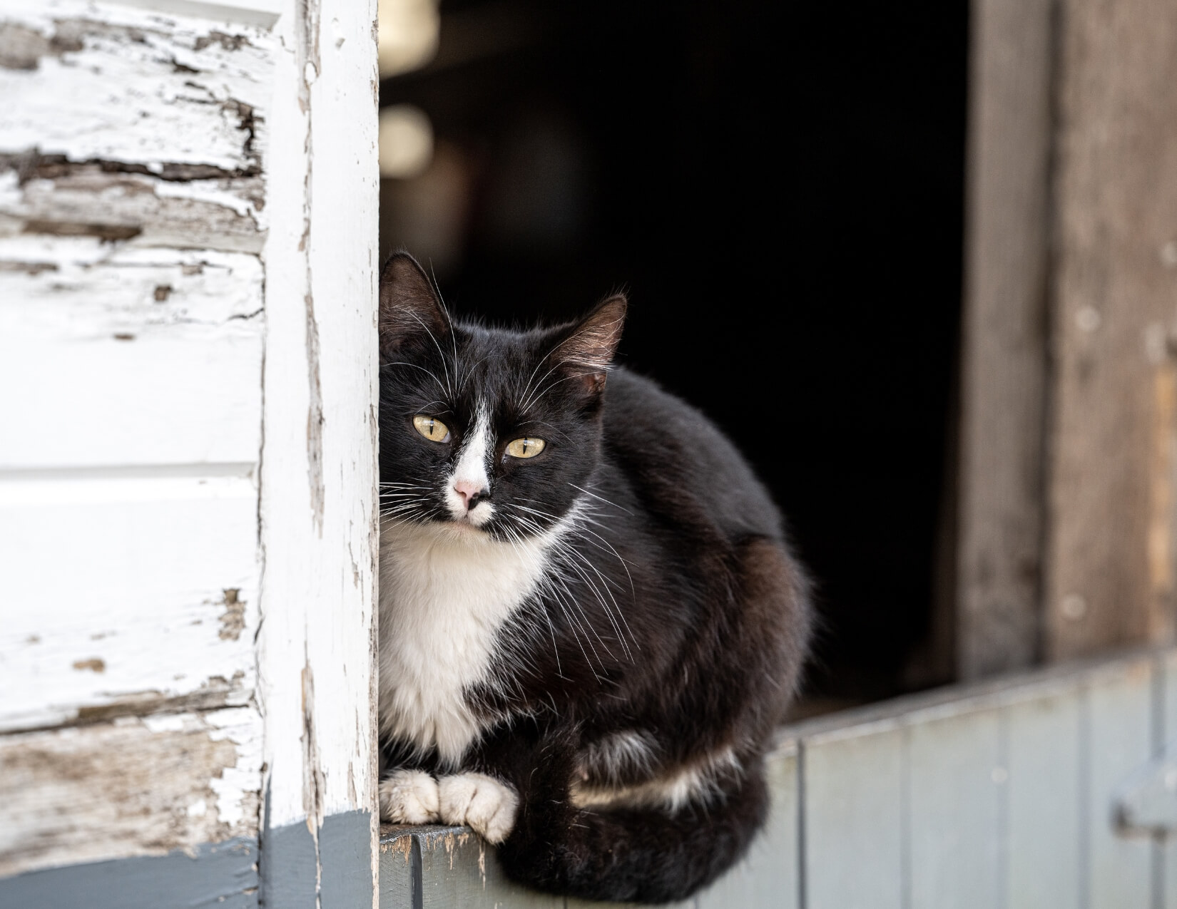 Adopt | Give a Loving Home to a Pet