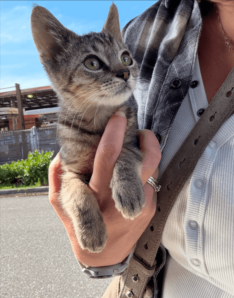 Care Beyond The Shelter: WHS Cat Foster Program | Whatcom Humane Society