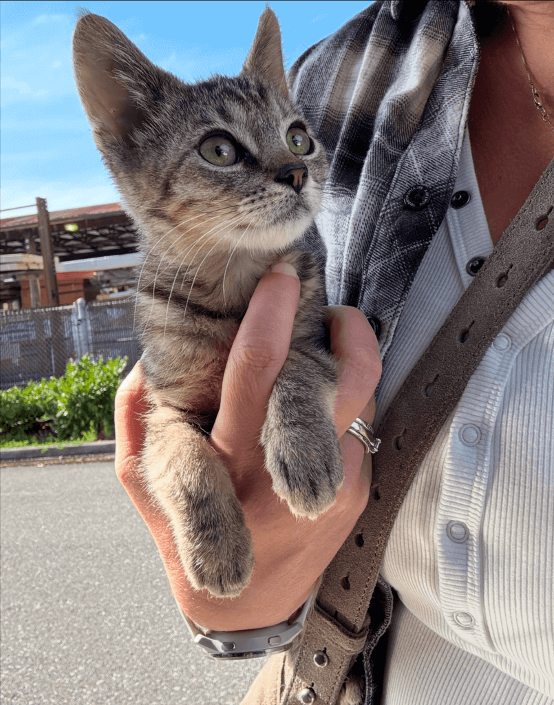 Care Beyond The Shelter: WHS Cat Foster Program | Whatcom Humane Society